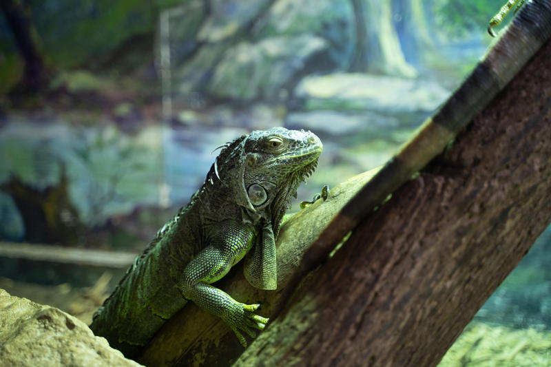 Paphos Zoo | HikingClub