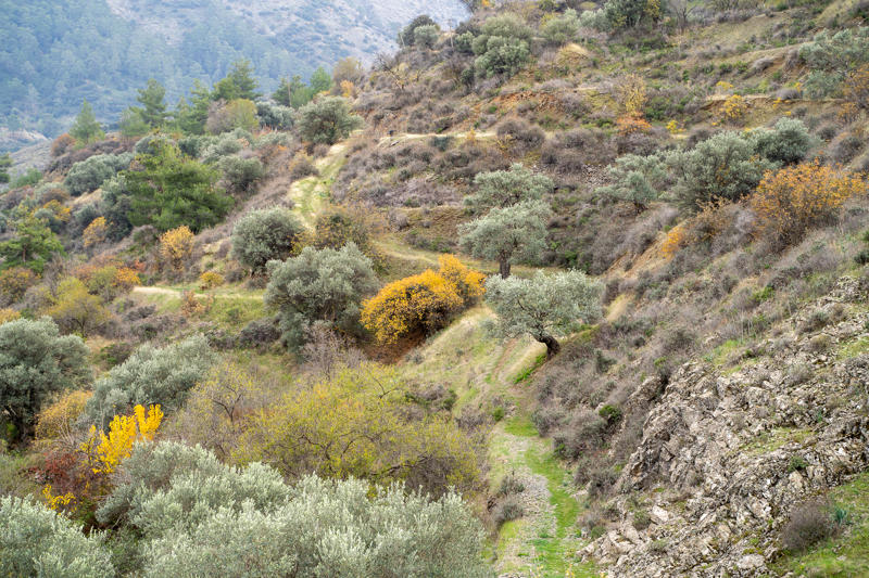 Machairas - Lazanias | HikingClub