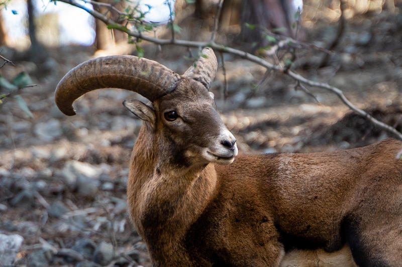 Moufflon Enclosure (Platania) | HikingClub